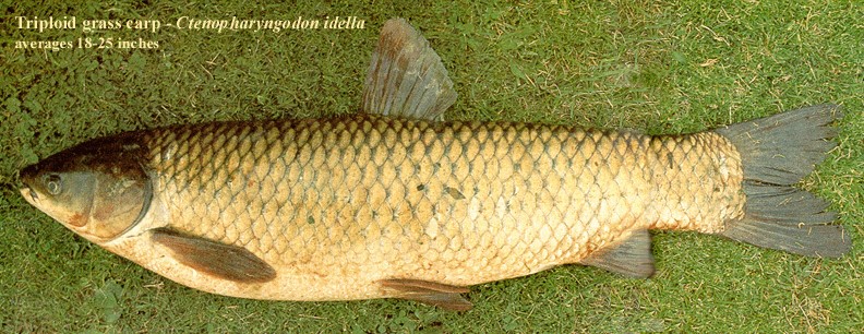 Fishing – Lake Capote Recreation Area