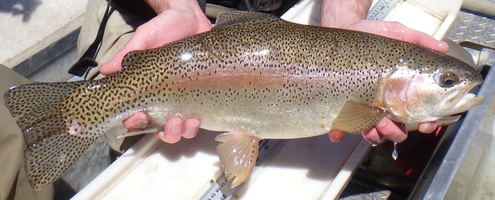 Fishing – Lake Capote Recreation Area