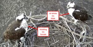Osprey Cam – Lake Capote Recreation Area