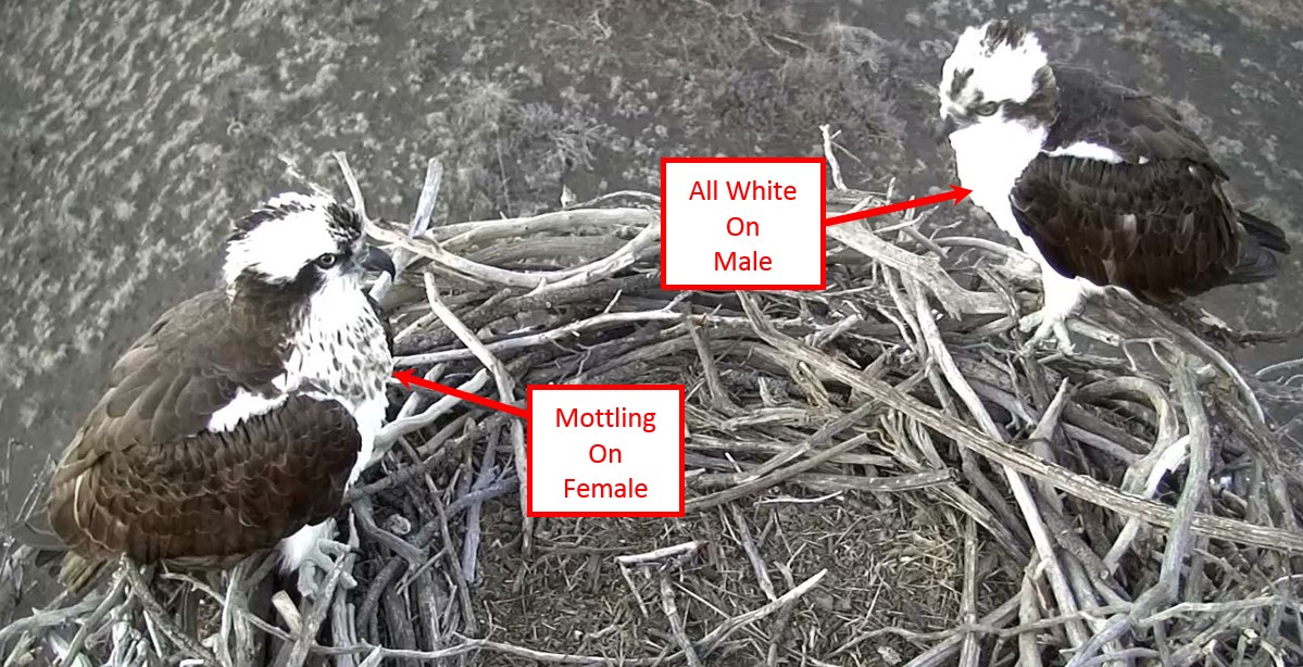 Osprey Cam – Lake Capote Recreation Area